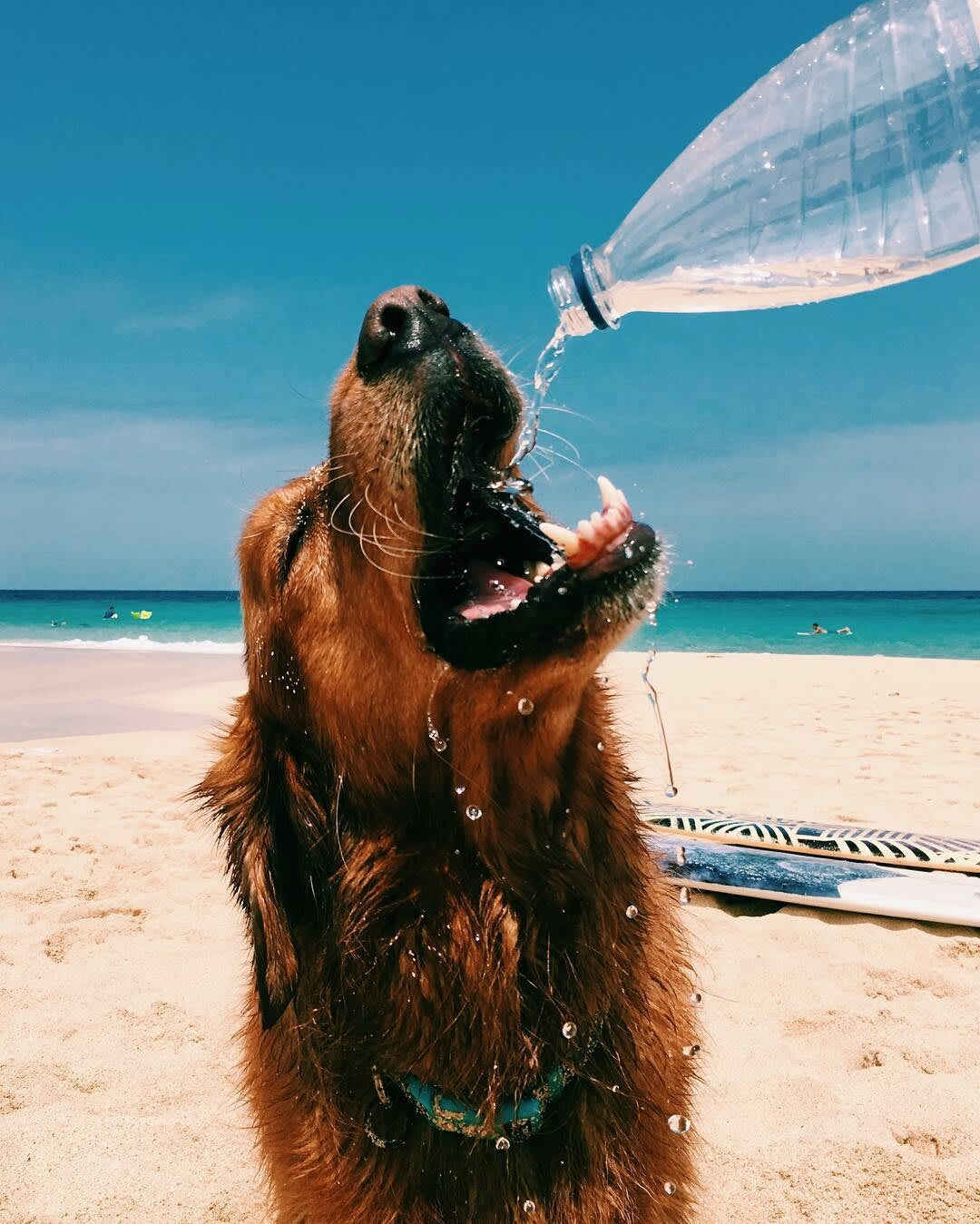 Can Dogs Drink Salt Water
