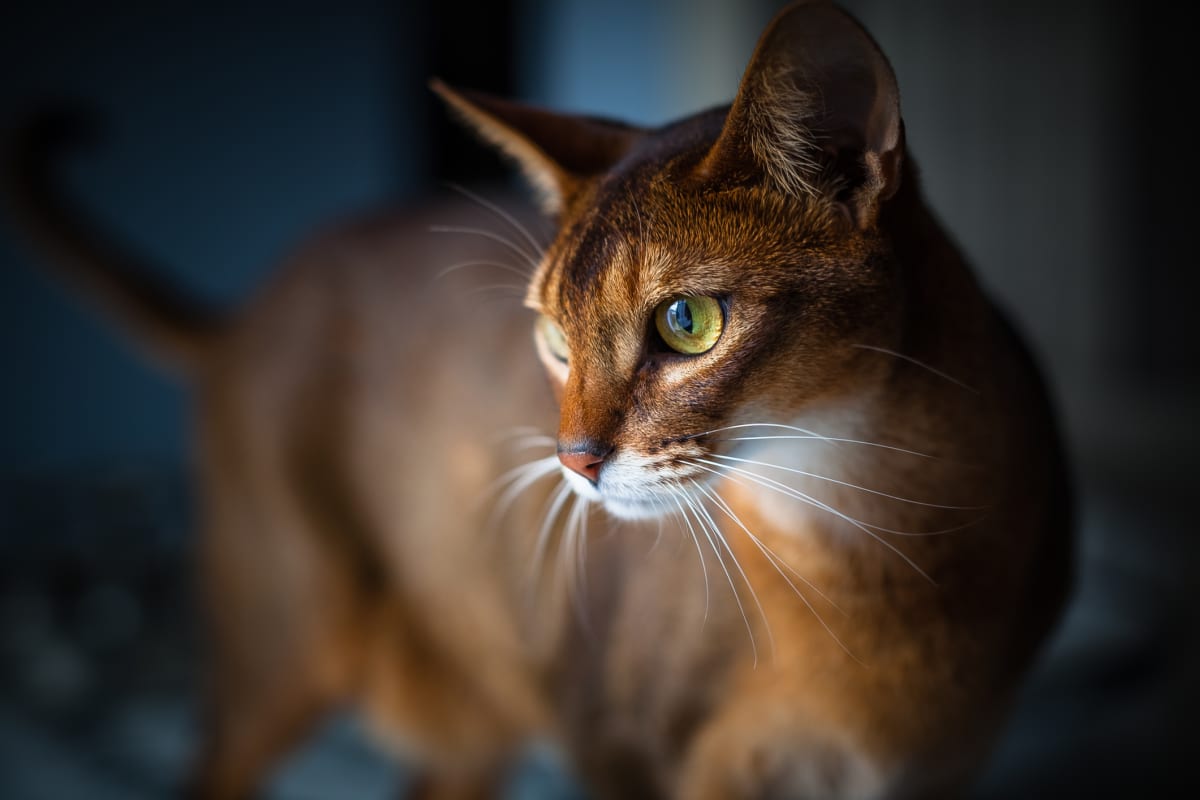 Sorrel Abyssinian Cat