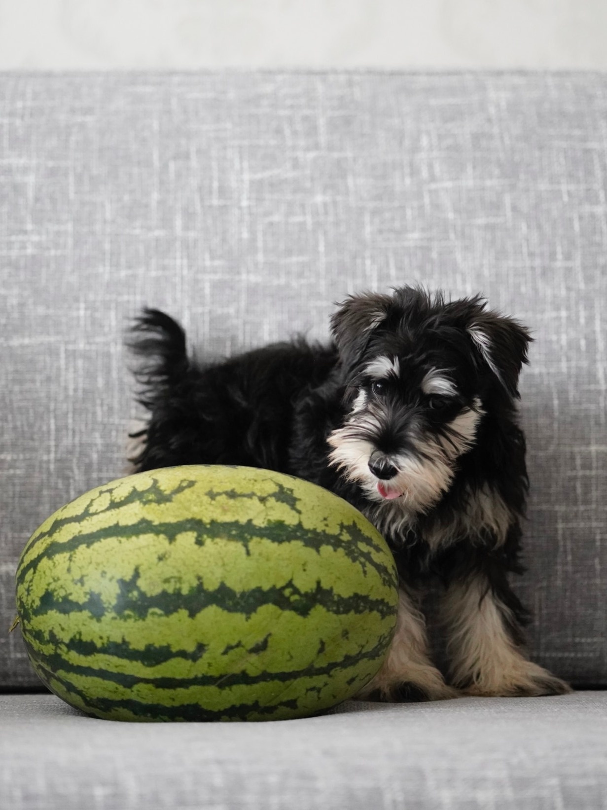 Are Dogs Like Watermelon